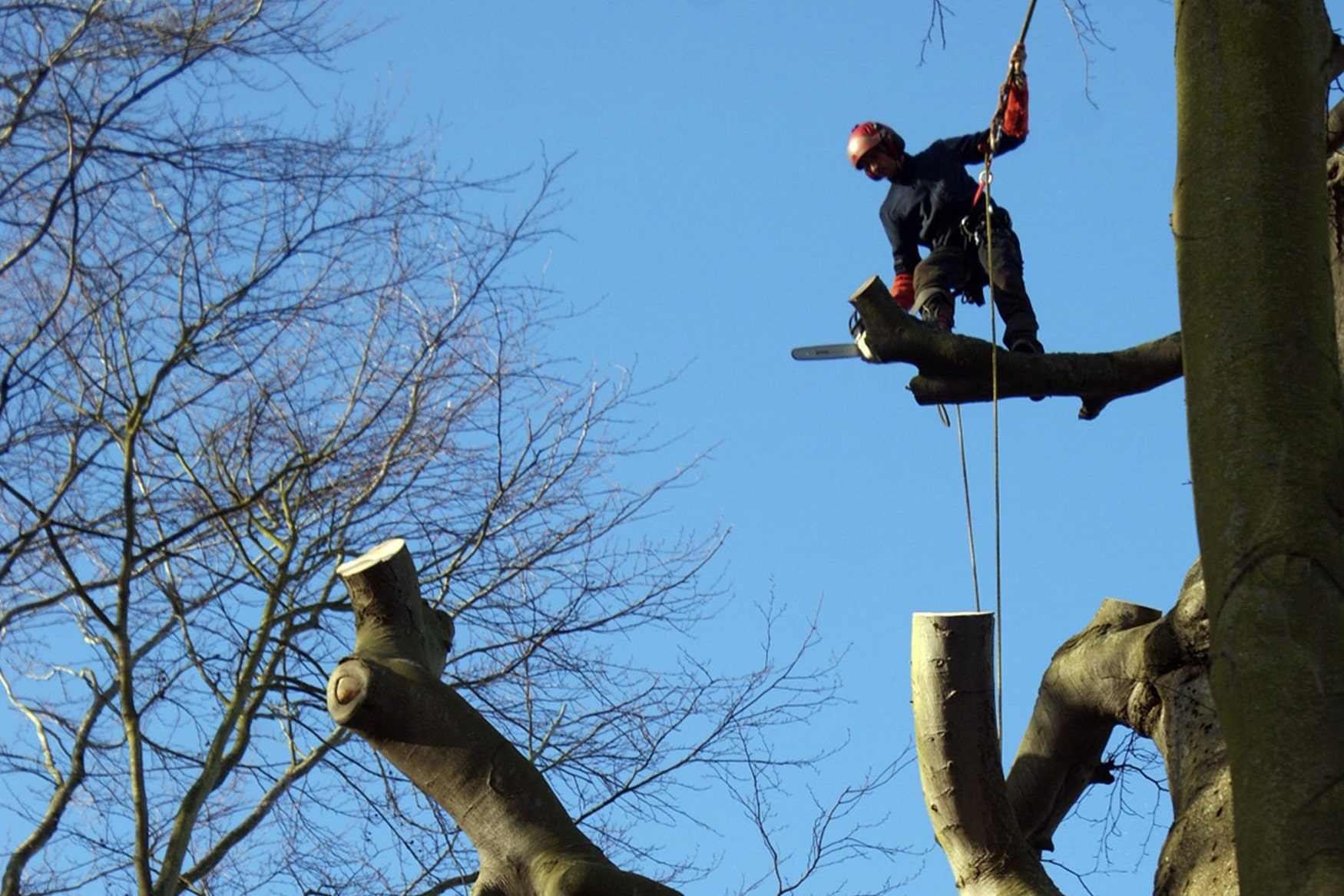 Elagage d'arbre, taille et haubanage en Normandie | Le Savoir Vert